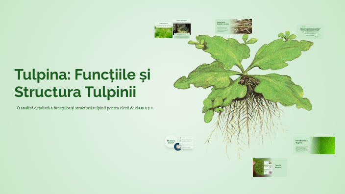 Tulpina: Funcțiile și Structura Tulpinii by Lena Placinta on Prezi
