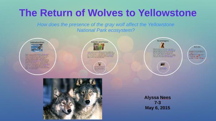 The Return of Wolves to Yellowstone by Alyssa Nees on Prezi