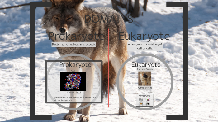 George Jallah Animal Classification Template 2016 by George Jallah on Prezi