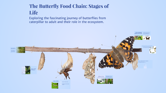 The Butterfly Food Chain: Stages of Life by Katie Cross on Prezi