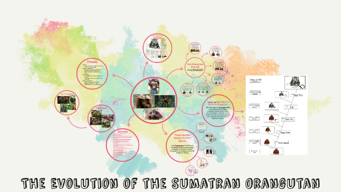 The Evolution of the Sumatran Orangutan by on Prezi