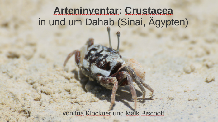 Arteninventar Dahab: Crustaceen by Maik Bischoff on Prezi