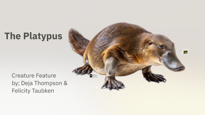 Creature Feature: Platypus by Deja Bailey on Prezi
