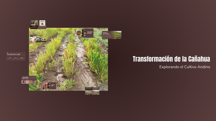 Transformación de la Cañahua by Adalid Flores on Prezi