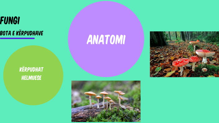 kerpudhat by Elis Ademi on Prezi