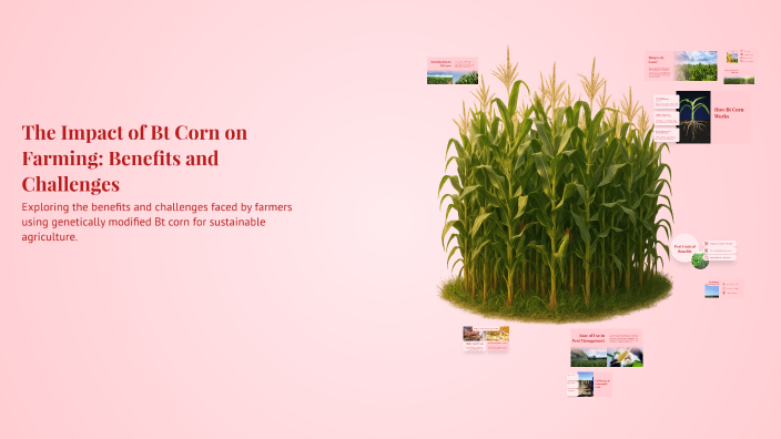 The Impact of Bt Corn on Farming: Benefits and Challenges by Daria ...