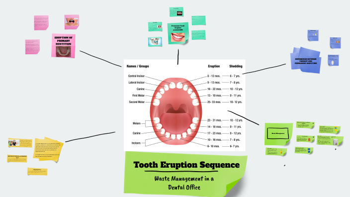 Tooth Eruption Sequence by Tianna Antonio on Prezi