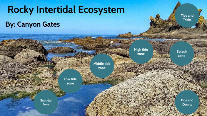 Intertidal ecosystems by canyon gates on Prezi