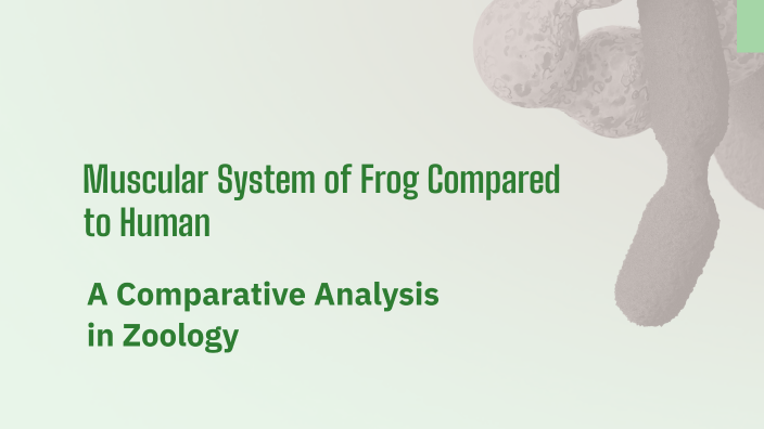 Muscular System of Frog Compared to Human by Jirah Mae Fundales on Prezi