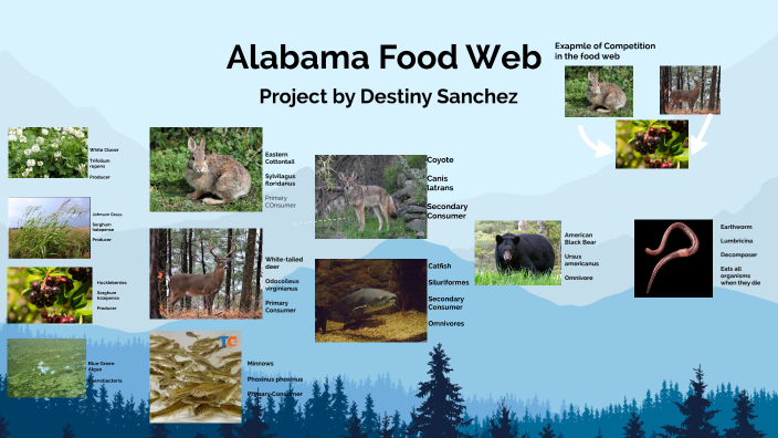 Alabama Food Web by destiny sanchez on Prezi