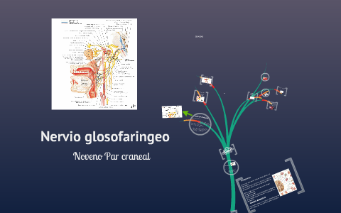 Nervio Glosofaringeo by Mauricio Saeteros on Prezi
