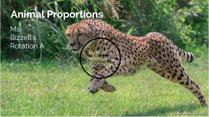 Animal Proportions by Nicolai Libby on Prezi