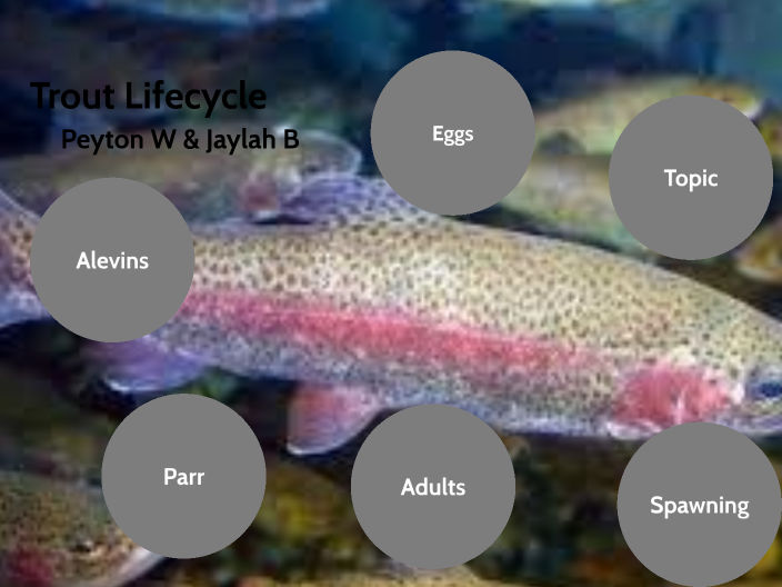 Hatchery Trout Life Cycle at Joann Finkelstein blog