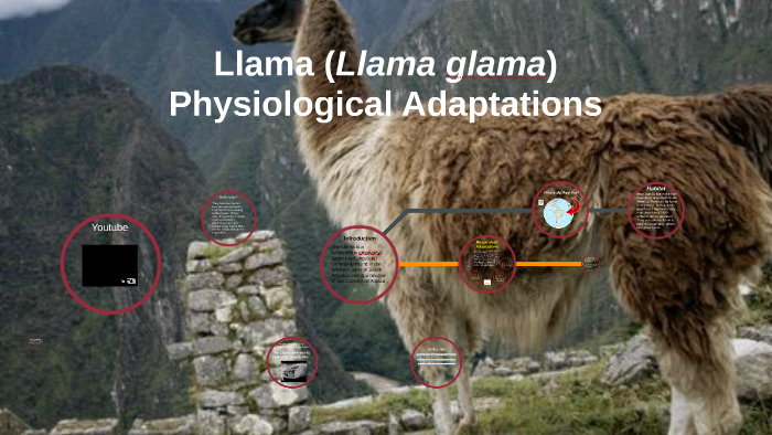 Llama Respiration Physiology by Alexander Sawyer on Prezi
