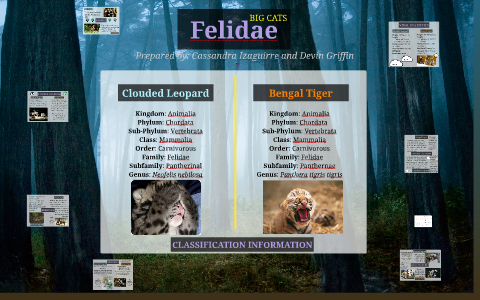 Felidae/Big Cats Classification Project by Alexandra Marie on Prezi
