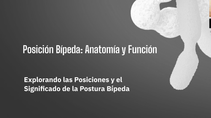 Posición Bípeda: Anatomía y Función by darlen torres on Prezi
