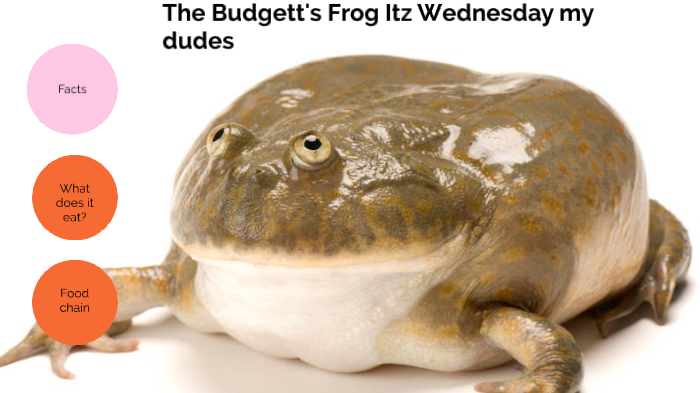 The Wednesday Frog by George Martin on Prezi