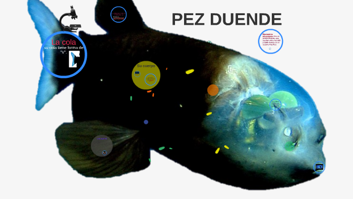 PEZ DUENDE by Gabriela Sánchez on Prezi