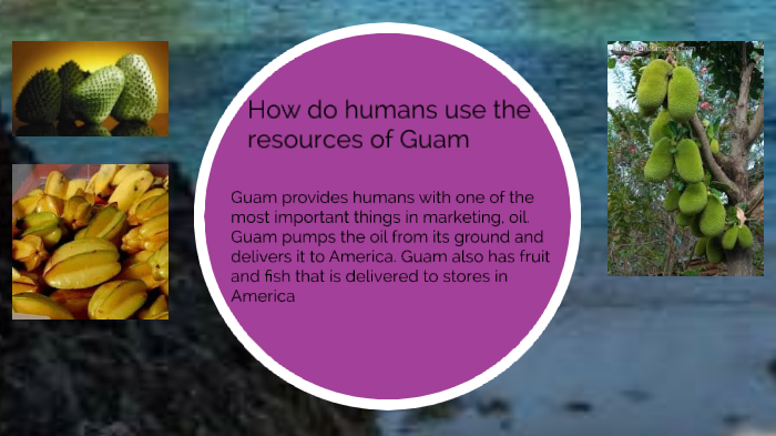 Guam Rain forest by aizea vahai on Prezi