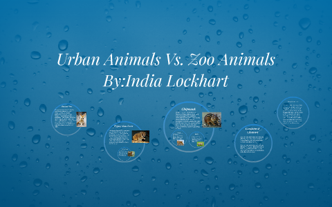 Urban Animals Vs. Zoo Animals By:India Lockhart by Lala Lockhart on Prezi