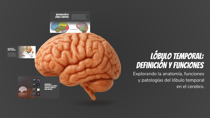 Lóbulo Temporal: Definición y Funciones by Angelica Patricia Haro Rubio ...