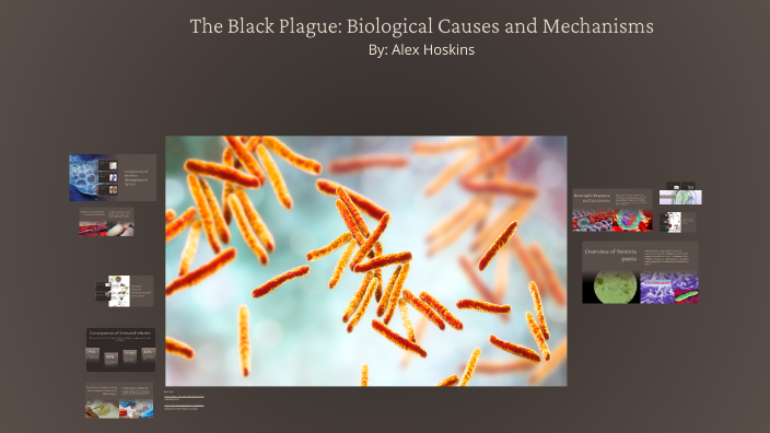 The Black Plague: Biological Causes and Mechanisms by Alex Hoskins on Prezi