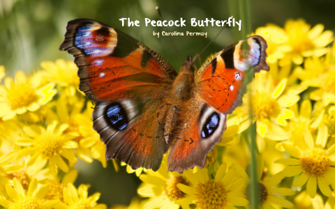 The Peacock Butterfly by Carolina Permuy on Prezi