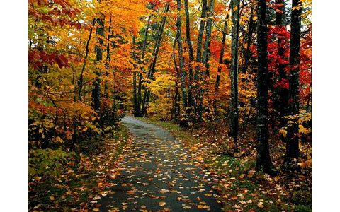 Presentación de Resultados by Alexandra Wichmann