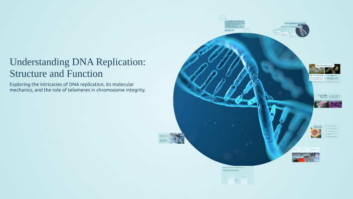 Understanding DNA Replication: Structure and Function by Skylar ...