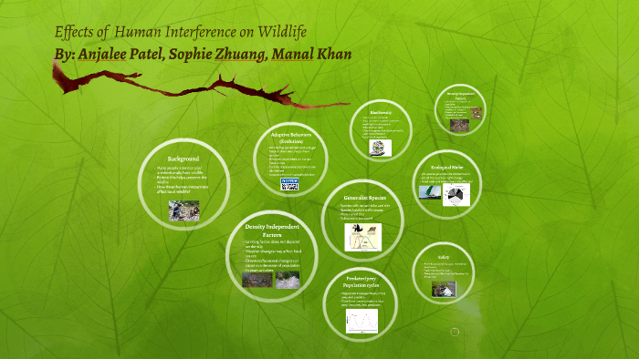 Effects of Human Interference on Wildlife by Anjalee Patel on Prezi