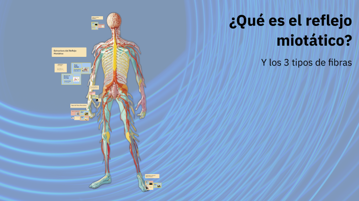 ¿Qué es el reflejo miotático? by Jordi Gracia Castro on Prezi