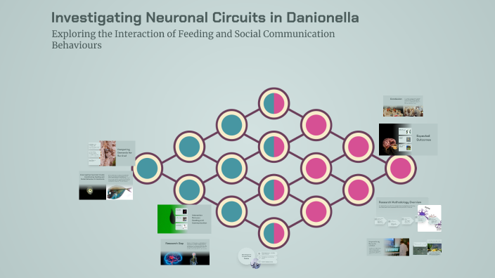 Investigating Neuronal Circuits in Danionella by Xinyue Cui on Prezi