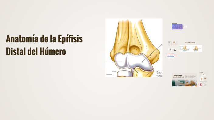 Anatomía de la Epífisis Distal del Húmero by Thiago Ruiz Bravo on Prezi