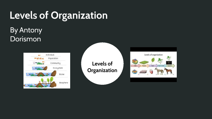 antony levels of organization by antony Dorismon on Prezi