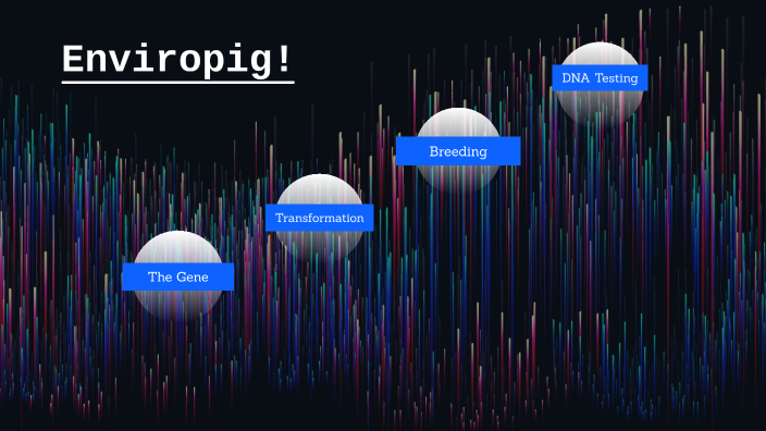 Enviropig by Halle Laursen on Prezi
