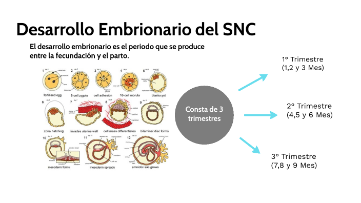 Desarrollo Embrionario del SNC by Flor Cruz Serrano on Prezi
