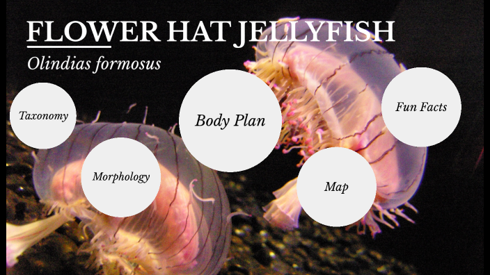 Flower Hat Jellyfish by Tatyanna Briggs on Prezi