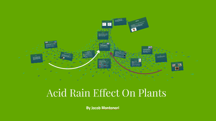 Acid Rain Effect On Plants by jacob montanari on Prezi