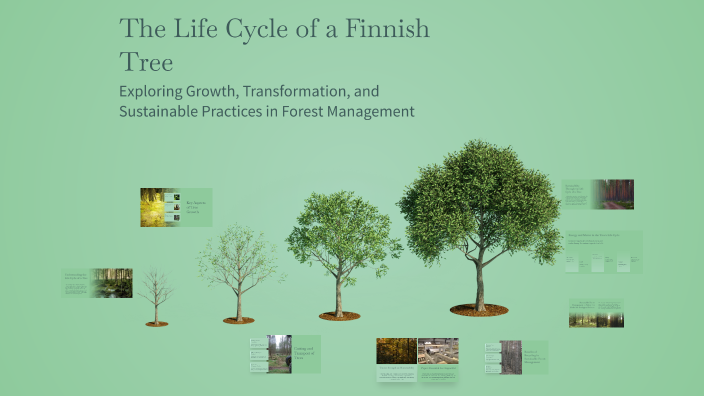 The Life Cycle of a Finnish Tree by Anika Tarannum on Prezi