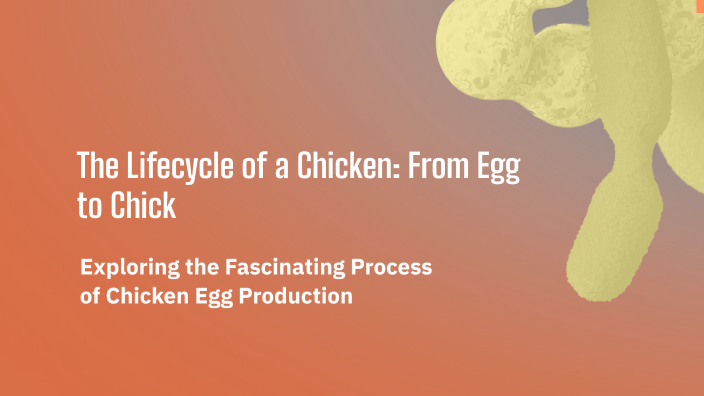 The Lifecycle of a Chicken: From Egg to Chick by Nicholas Linessh on Prezi