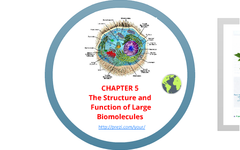 Chapter 5: The Structure and Function of Large Biomolecules by ...