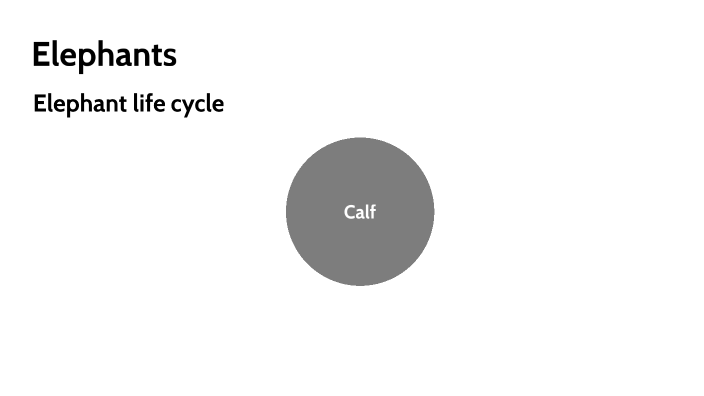Elephant\life cycle by Class Talbot on Prezi