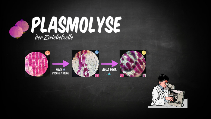 Plasmolyse by Robert Schichtl on Prezi