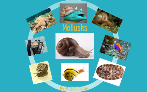 Mollusks Presentation by Katie Davine on Prezi