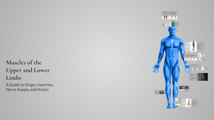 Muscles of the Upper and Lower Limbs by Abdo Reda on Prezi