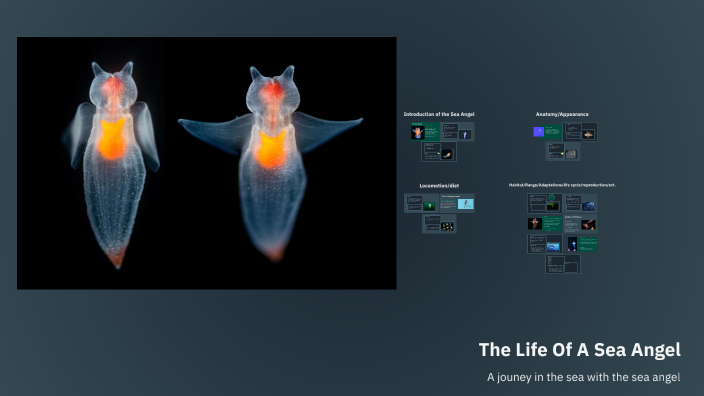 The Life Of A Sea Angel by weluvmauri on Prezi
