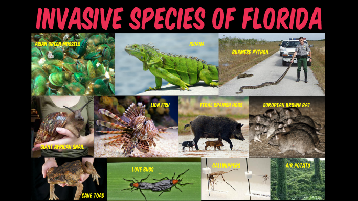 invasive SPECIES OF FLORIDA by Sailor Sabol on Prezi