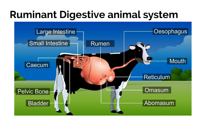 Ruminant Digestive System by BrookLynn Mayes on Prezi
