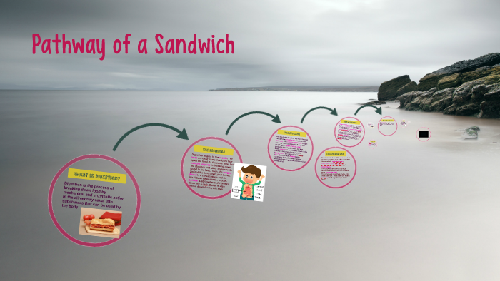 Pathway of a Sandwich by Baylees Holder on Prezi