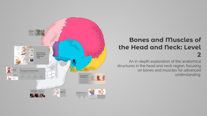 Bones and Muscles of the Head and Neck: Level 2 by Judith Magill on Prezi
